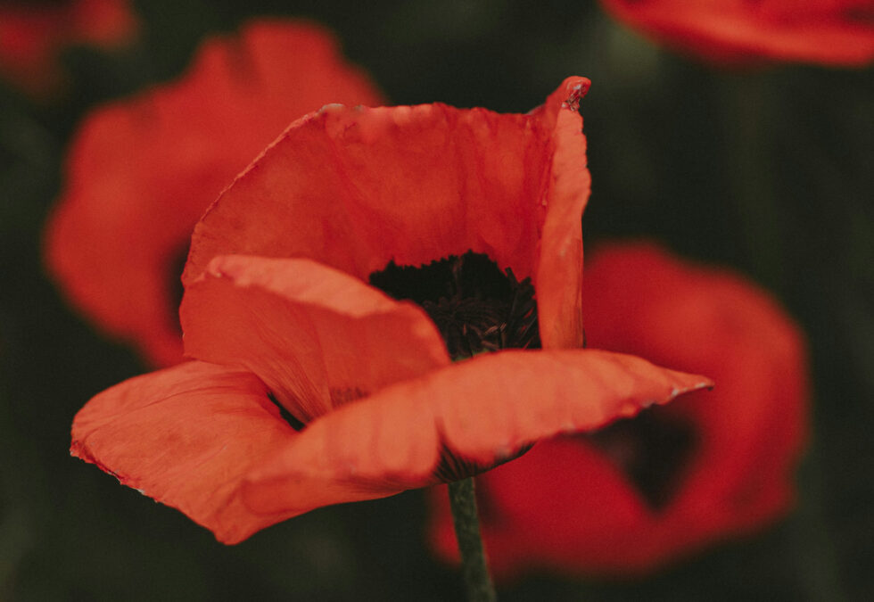 Graeme Douglas Peat (Weka) M.M No 975847. Pte 1RNZIR, Malaya. W Company ...